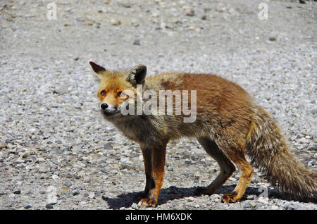 The Fox Without a Tail Stock Photo: 54936702 - Alamy