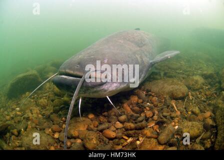 European Catfish, Wels Catfish (Silurus glanis), studio picture Stock ...