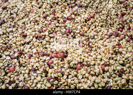 Mubuyu coffee farm, Zambia Stock Photo - Alamy