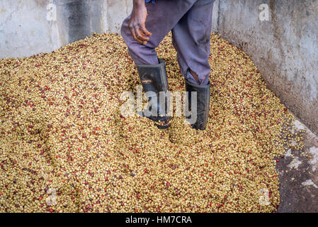Mubuyu coffee farm, Zambia Stock Photo - Alamy