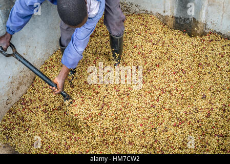 Mubuyu coffee farm, Zambia Stock Photo - Alamy