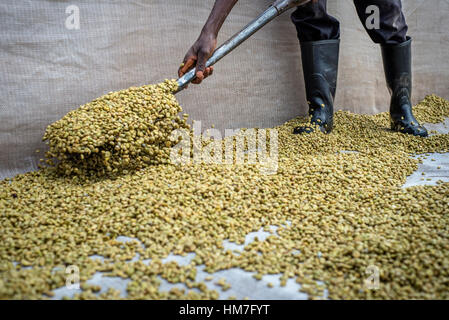 Mubuyu coffee farm, Zambia Stock Photo - Alamy