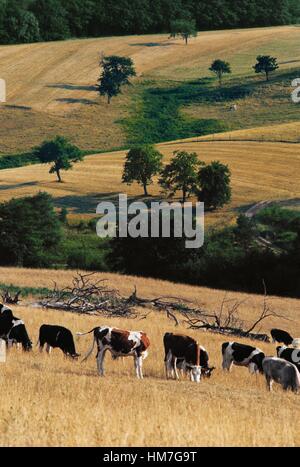 Landscape with cattle grazing, Jura Mountain, Bourgogne-Franche-Comte ...