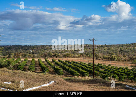 The landscape of Mubuyu Farm, Zambia Stock Photo - Alamy