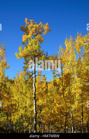 Aspen Trees at Kenosha Pass in Colorado Stock Photo - Alamy