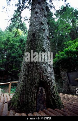 The largest silver fir tree in Europe at Ardkinglas in Scotland Stock ...