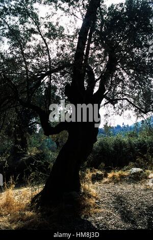 Olive tree, Amari valley, Crete, Greece Stock Photo - Alamy