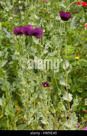 Schlaf-Mohn, Schlafmohn, Mohn, Papaver somniferum, Opium Poppy Stock ...