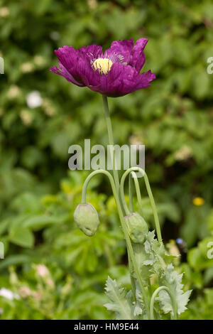 Schlaf-Mohn, Schlafmohn, Mohn, Papaver somniferum, Opium Poppy Stock ...