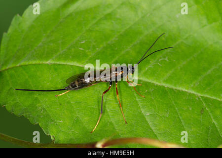 Schlupfwespe, Coleocentrus excitator, Ichneumon excitator, parasitoid ...