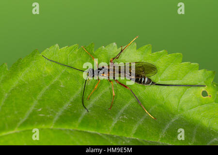 Schlupfwespe, Coleocentrus excitator, Ichneumon excitator, parasitoid ...