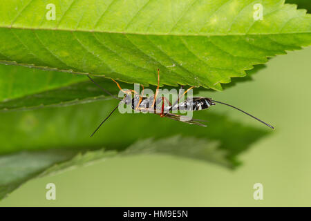 Schlupfwespe, Coleocentrus excitator, Ichneumon excitator, parasitoid ...