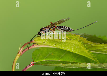 Schlupfwespe, Coleocentrus excitator, Ichneumon excitator, parasitoid ...