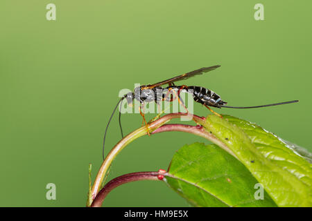 Schlupfwespe, Coleocentrus excitator, Ichneumon excitator, parasitoid ...