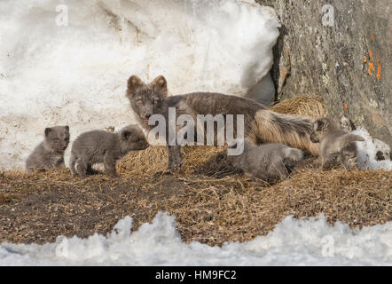 An Arctic Fox kit in early winter Stock Photo - Alamy