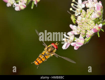 Marmalade Hoverfly Episyrphus balteatus flying or foraging on flower Stock Photo - Alamy