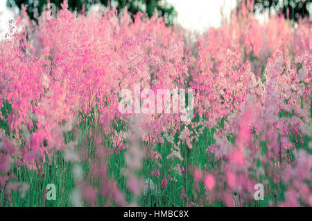 autumn grass mission flower dry on green field in forest nature summer ...