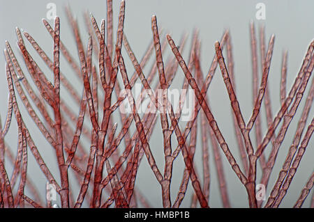 red algae (Rhodophytes) from the Mediterranean sea Stock Photo - Alamy