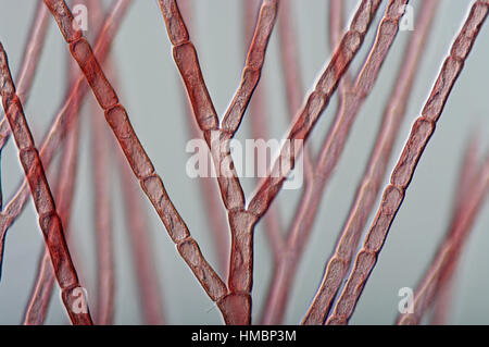 red algae (Rhodophytes) from the Mediterranean sea Stock Photo - Alamy