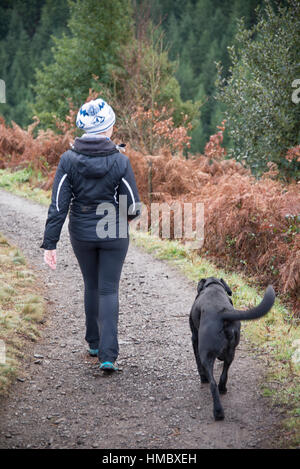 black Labrador retriever dog walking away Stock Photo - Alamy