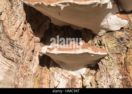 A Bracket fungi (Ganoderma sp) growing on a Willow tree Stock Photo - Alamy