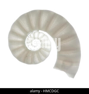 ram horn shell, spirula, isolated on white Stock Photo - Alamy