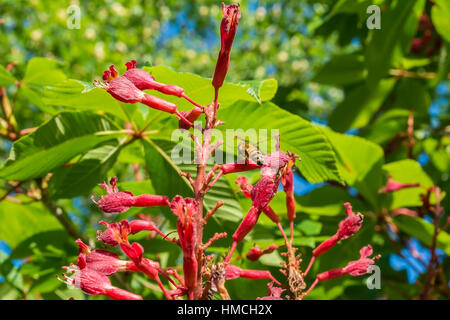 A southern buckeye tree in full bloom in springtime Stock Photo - Alamy
