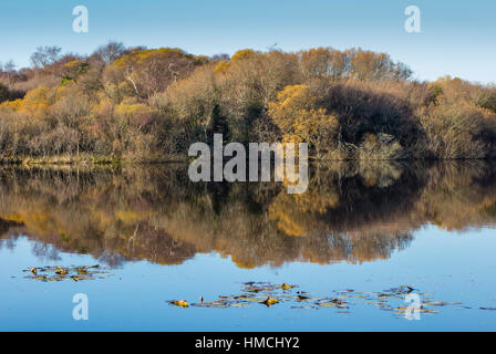 A view of Studland Heath National Nature Reserve NNR UK Stock Photo - Alamy
