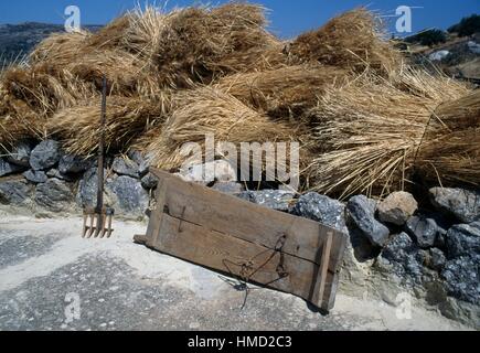 Sheaves, rake and tool for threshing, Agia Triada, Crete, Greece Stock ...