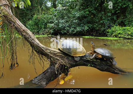 Black river turtles (Rhinoclemmys funerea) on natural rainforest canal ...