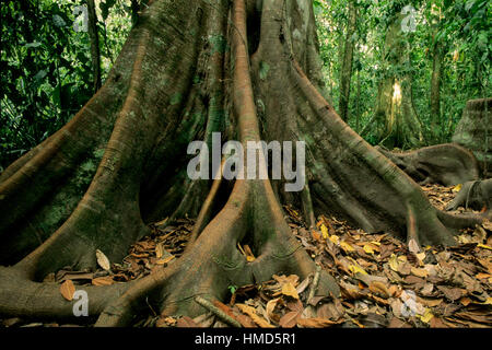 big trees with buttress roots in tropical rainforest, India, Andaman ...