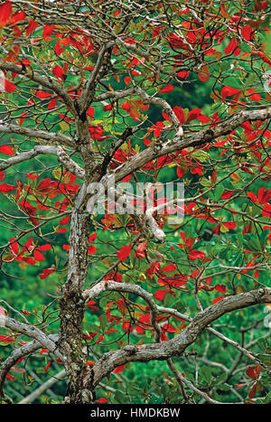 Costa Rica, tree, Almendro Stock Photo - Alamy