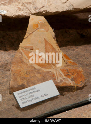 Fossil exhibit at Thomas Condon Paleontology Center, John Day Fossil ...