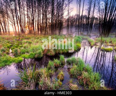 Natural swampy forest at springtime with old alder tree in foreground ...