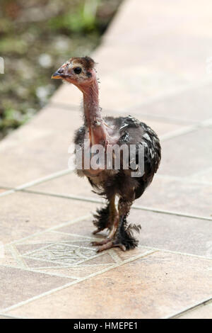 Ugly little baby bird Stock Photo - Alamy