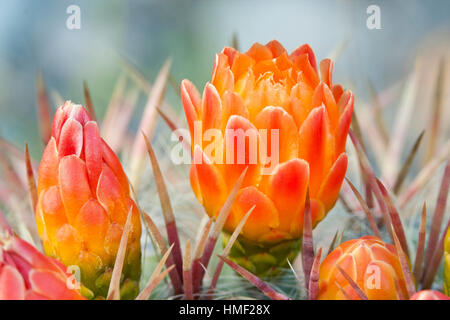 Mexican Lime Cactus (Ferocactus pilosus) barrel cactus blooming Stock ...