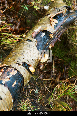 fallen tree birch bark curl of birch bark Stock Photo - Alamy