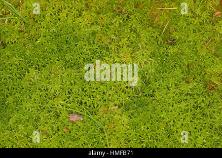 Torfmoos, Torf-Moos, Bleichmoos, Sphagnum spec., Sphagnaceae, Torfmoose ...