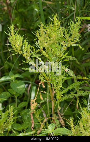 Ufer-Ampfer, Strand-Ampfer, Uferampfer, Strandampfer, Rumex maritimus ...