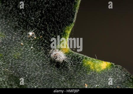 coccids scale insects mealybugs Stock Photo - Alamy