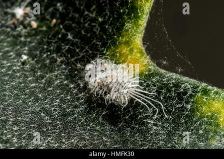 coccids scale insects mealybugs Stock Photo - Alamy