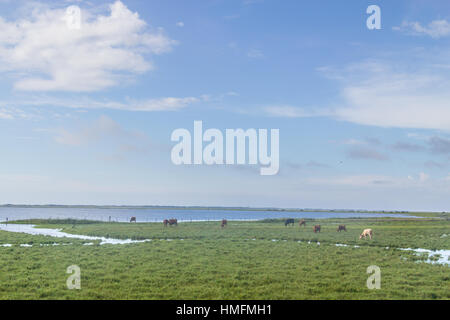 Cows grazing in Rio Grande do Sul pampa, Brazil, border with Uruguay ...