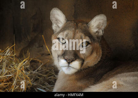 Close up of a puma staring straight ahead Stock Photo - Alamy