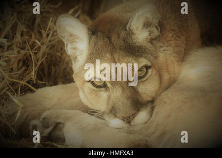 Close up of a puma staring straight ahead Stock Photo - Alamy