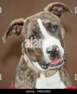 adorable brindle and white sweet pitbull mix dog close up headshot ...