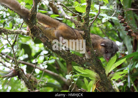 OLINGO Bassaricyon gabbii Monteverde Cloudforest, Costa Rica Stock ...