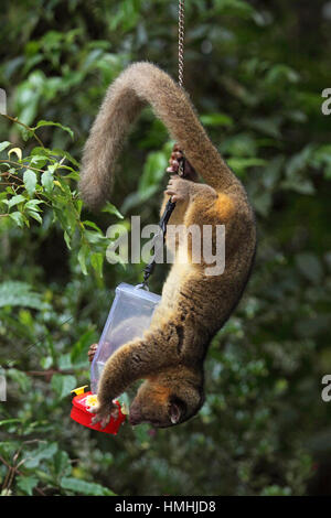 OLINGO Bassaricyon gabbii Monteverde Cloudforest, Costa Rica Stock ...