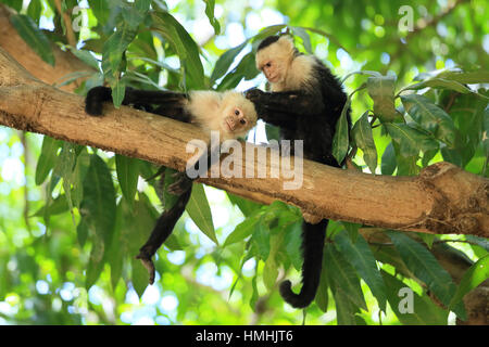 White-faced capuchin monkeys (cebus capucinus) grooming. Palo Verde ...