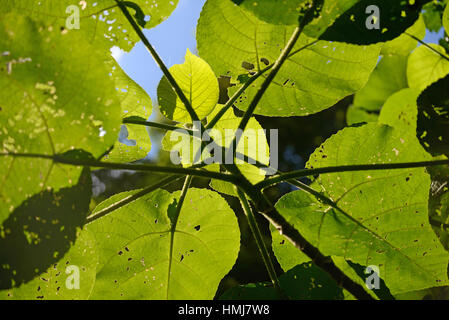 Backlighting on leaves of the fearsome giant stinging tree, Dendrocnide ...
