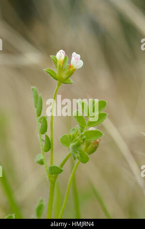 Bird's-foot, ornithopus perpusillus Stock Photo - Alamy